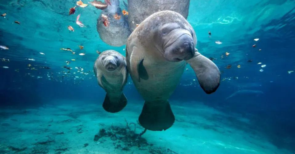Watching Manatees in Florida: Best Spots and Tips